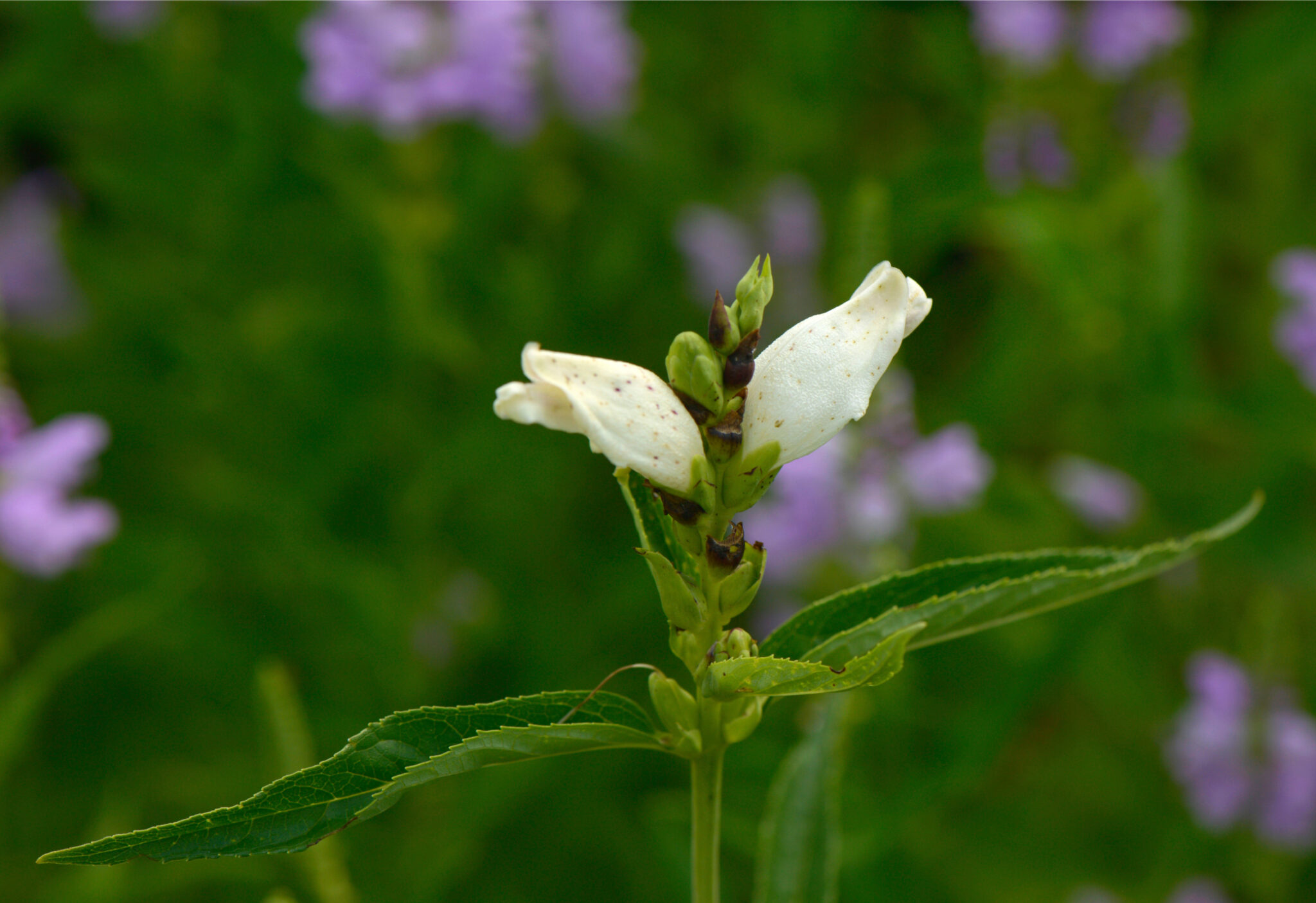 Chelone glabra – Turtlehead - Native Plant Grower