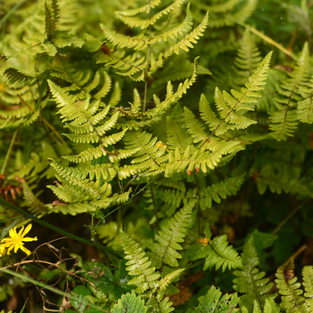 Dryopteris marginalis – Eastern Wood Fern - Native Plant Grower