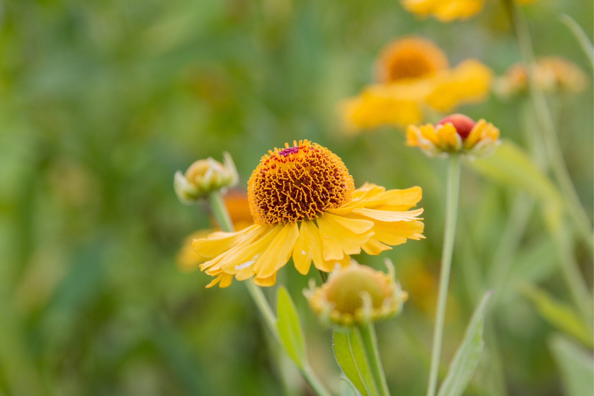 Helenium autumnale – Sneezeweed - Native Plant Grower