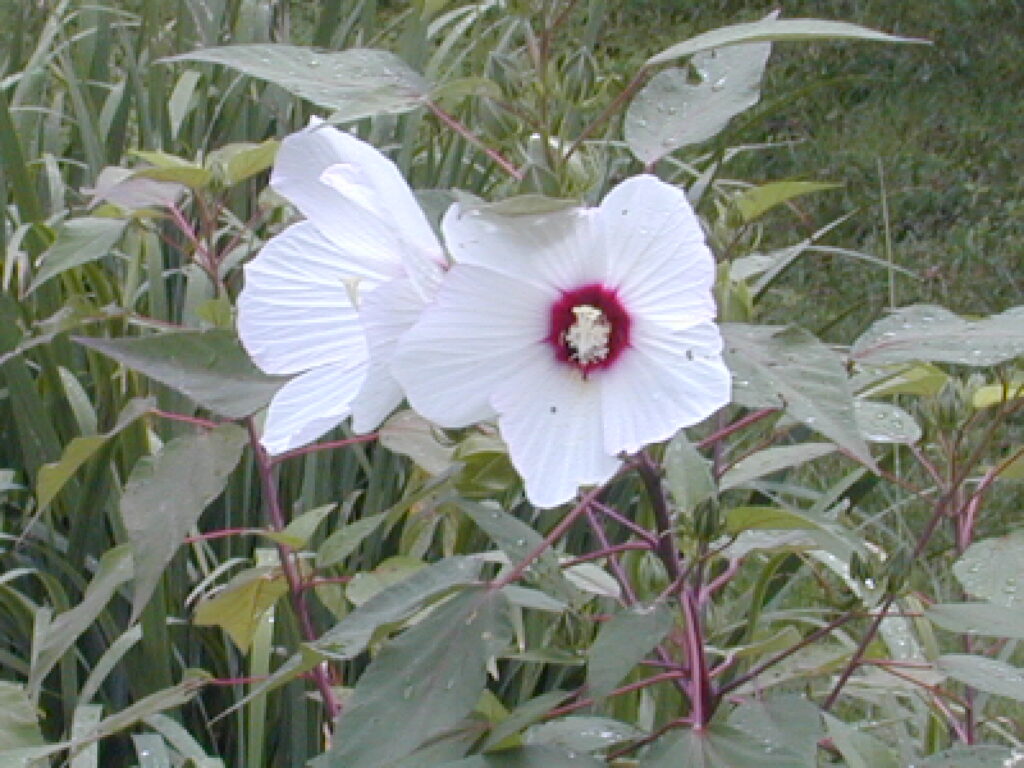 Hibiscus moscheutos – Swamp Mallow - Native Plant Grower